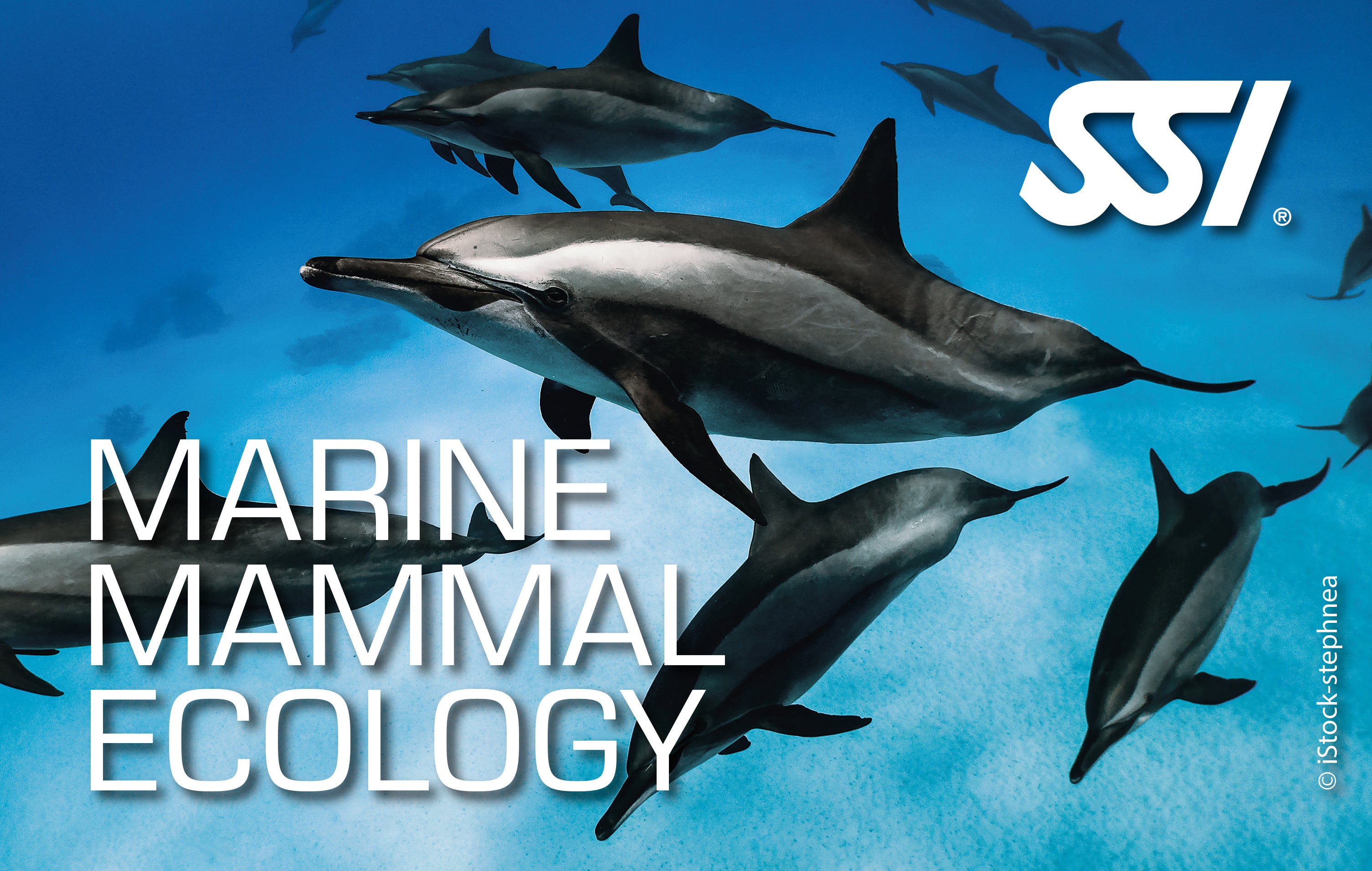 Marine Mammal Ecology– Tank'd Pro Dive Center Utila